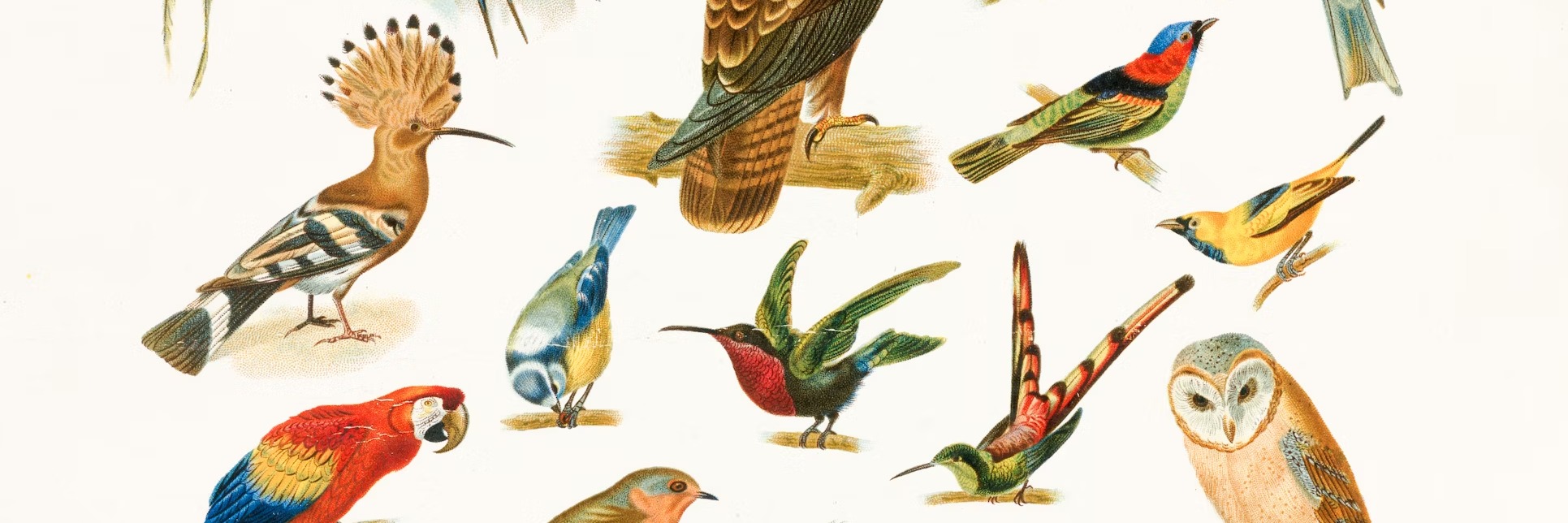 Book tickets for MOVIE SCREENING - CHICKEN LITTLE