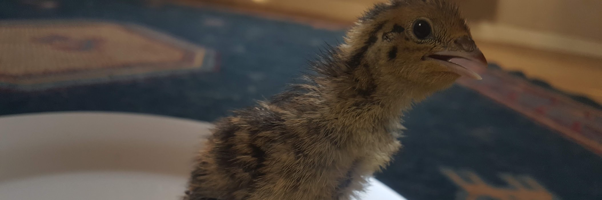 Book tickets for Raising Quail and Ducks: An alternative to backyard ...