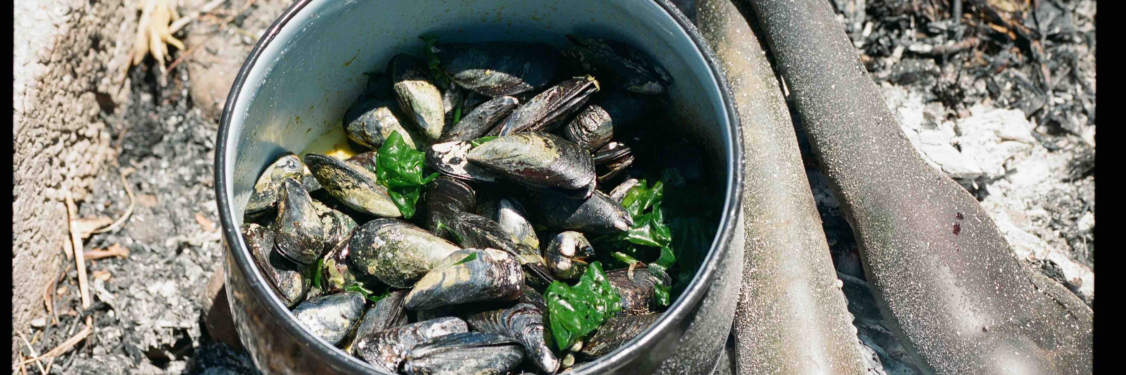Book tickets for Summer Coastal Forage with Veld and Sea - 23 March