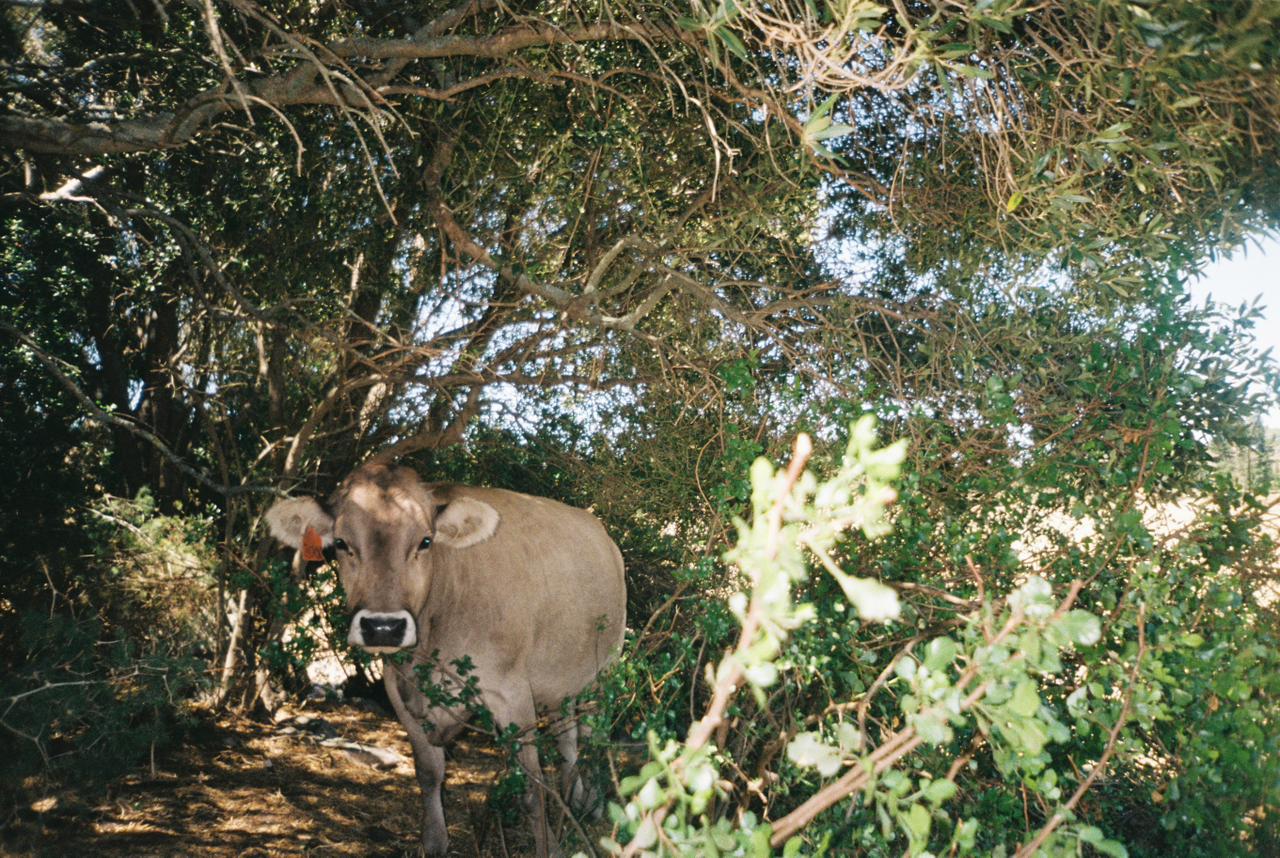 Book Tickets For Cultured Butter Cheese Making Workshop