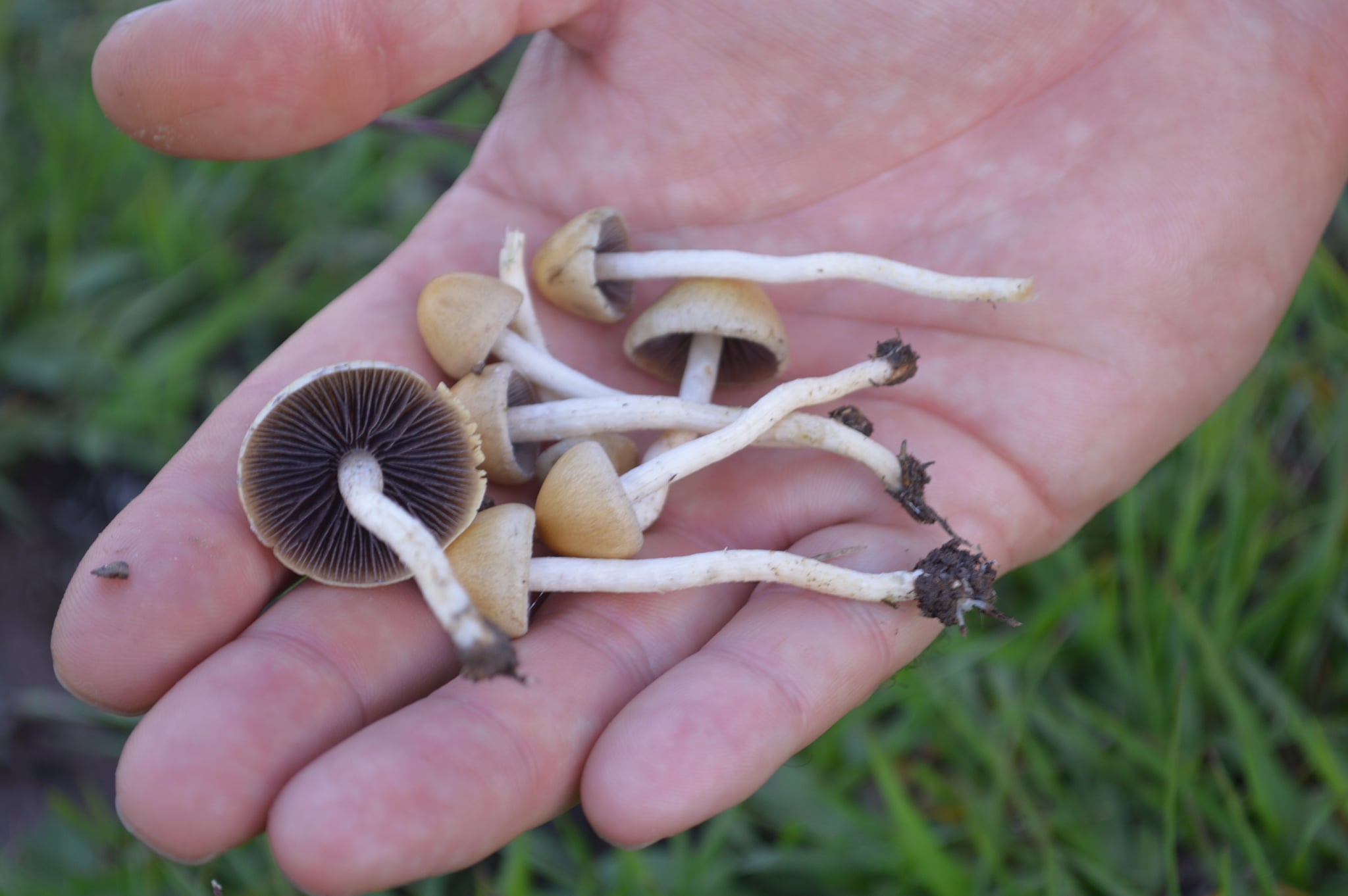 Book tickets for Pidgeon Valley Foray